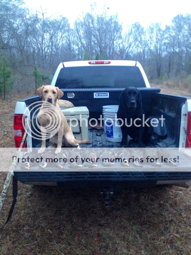 NEW DOUBLE TT LAB PUP | Duck Hunting Forum