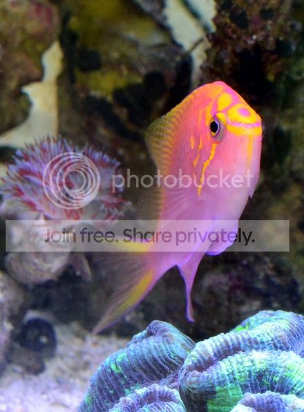 Fish Spotlight: Anthias | Page 2 | Reef2Reef